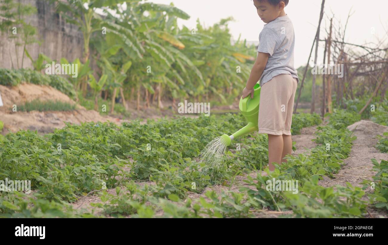 Asian little child boy preschool growing to learn watering the plant ...