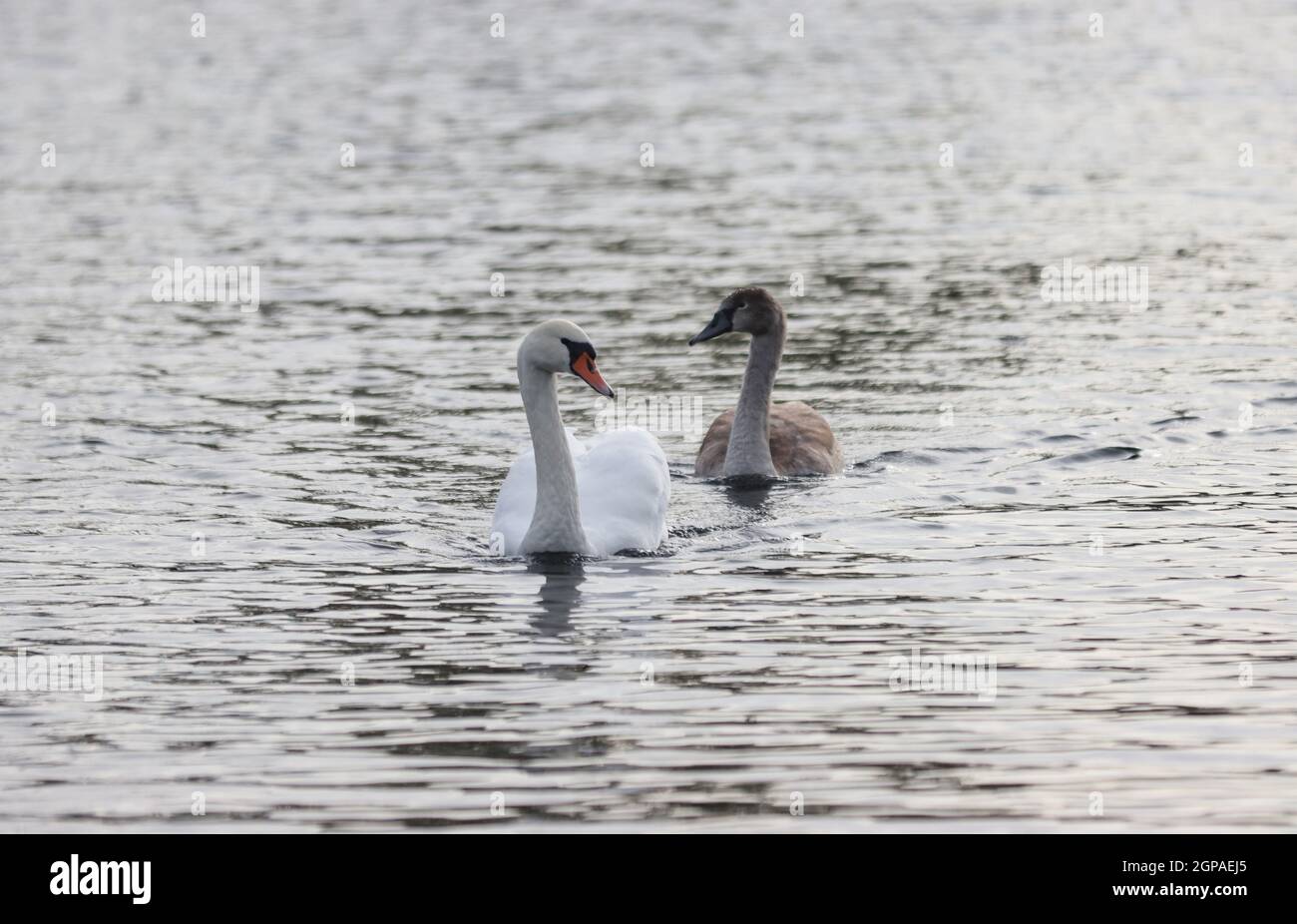 Two swans are swimming on the lake Stock Photo - Alamy