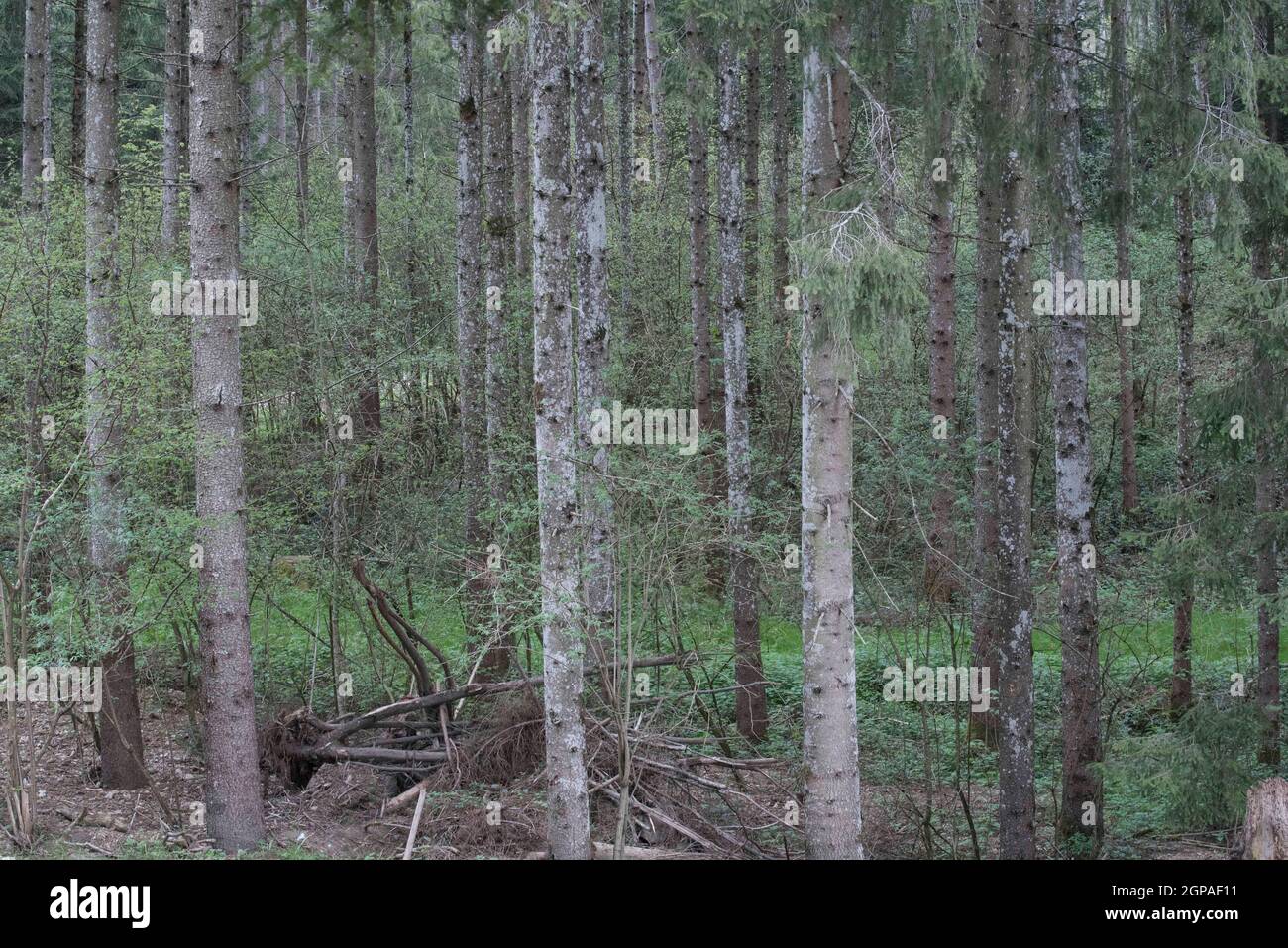 Tree population hi-res stock photography and images - Alamy