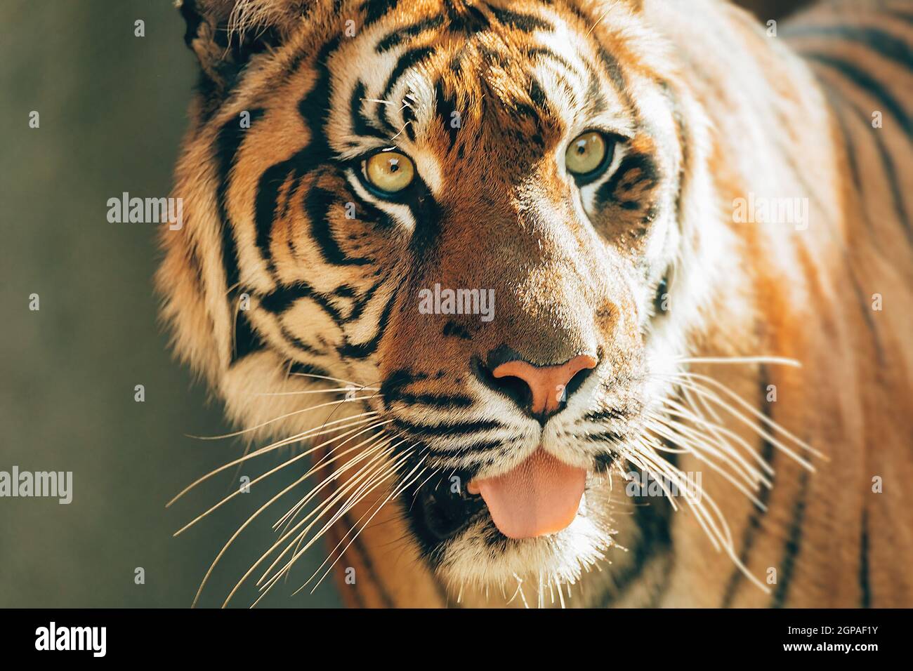 Sumatran tiger (Panthera tigris sumatrae), rare tiger subspecies that ...