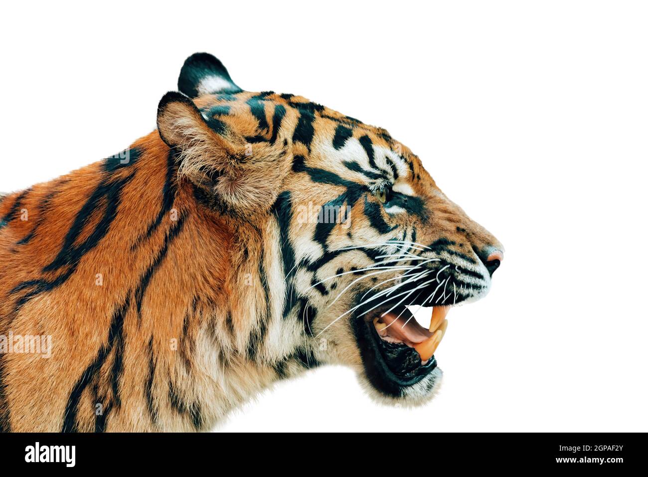 Sumatran tiger (Panthera tigris sumatrae), rare tiger subspecies that ...