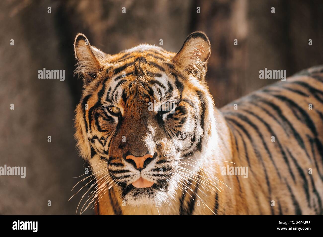 Sumatran tiger (Panthera tigris sumatrae), rare tiger subspecies that ...