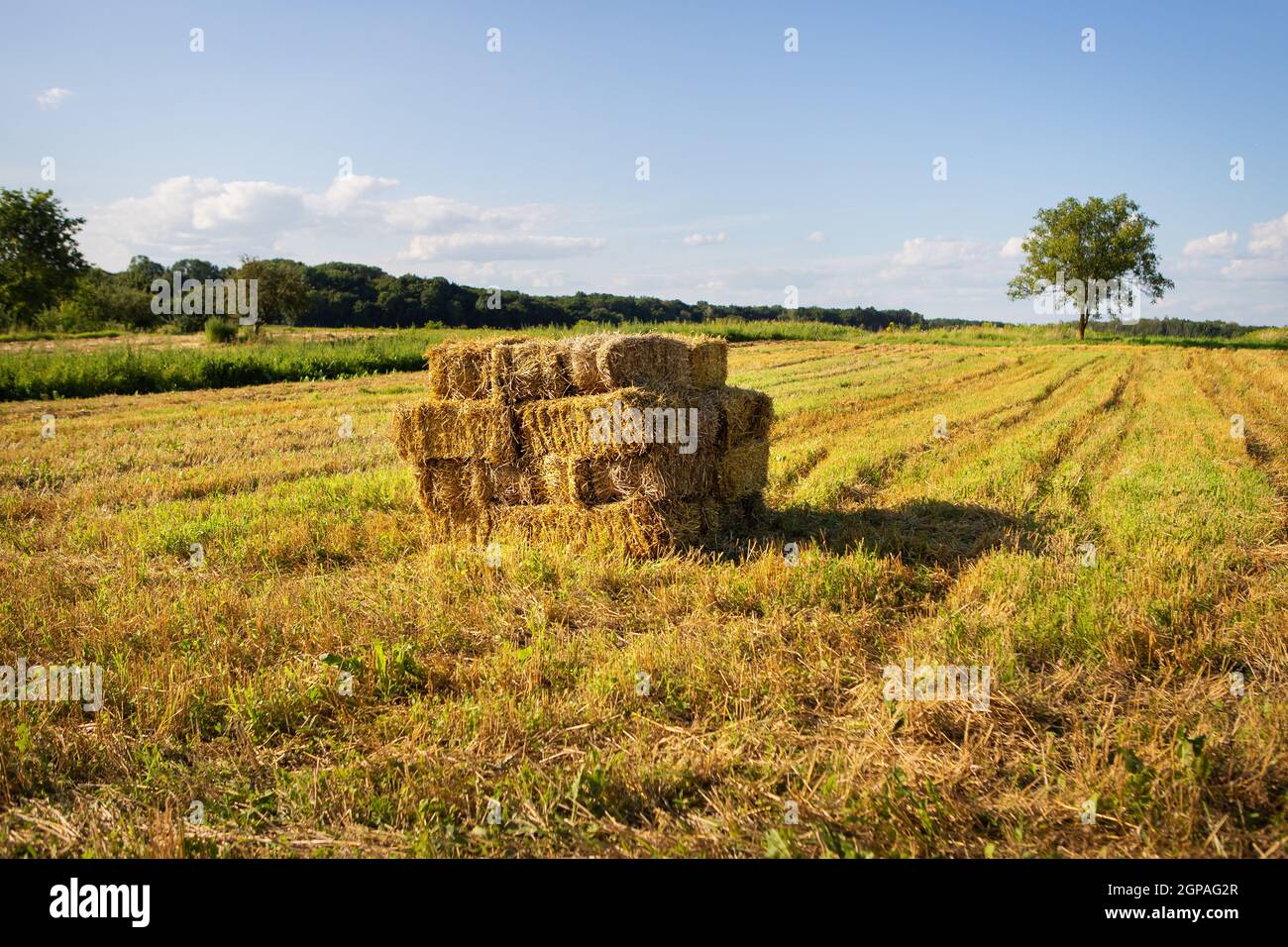 Rectangle shaped bales of straw on farmland with blue beautiful sky ...