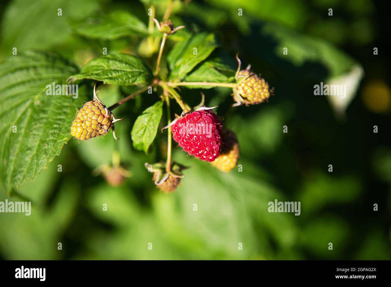 A very ripe and unripe raspberry hanging from a branch, shot in close ...