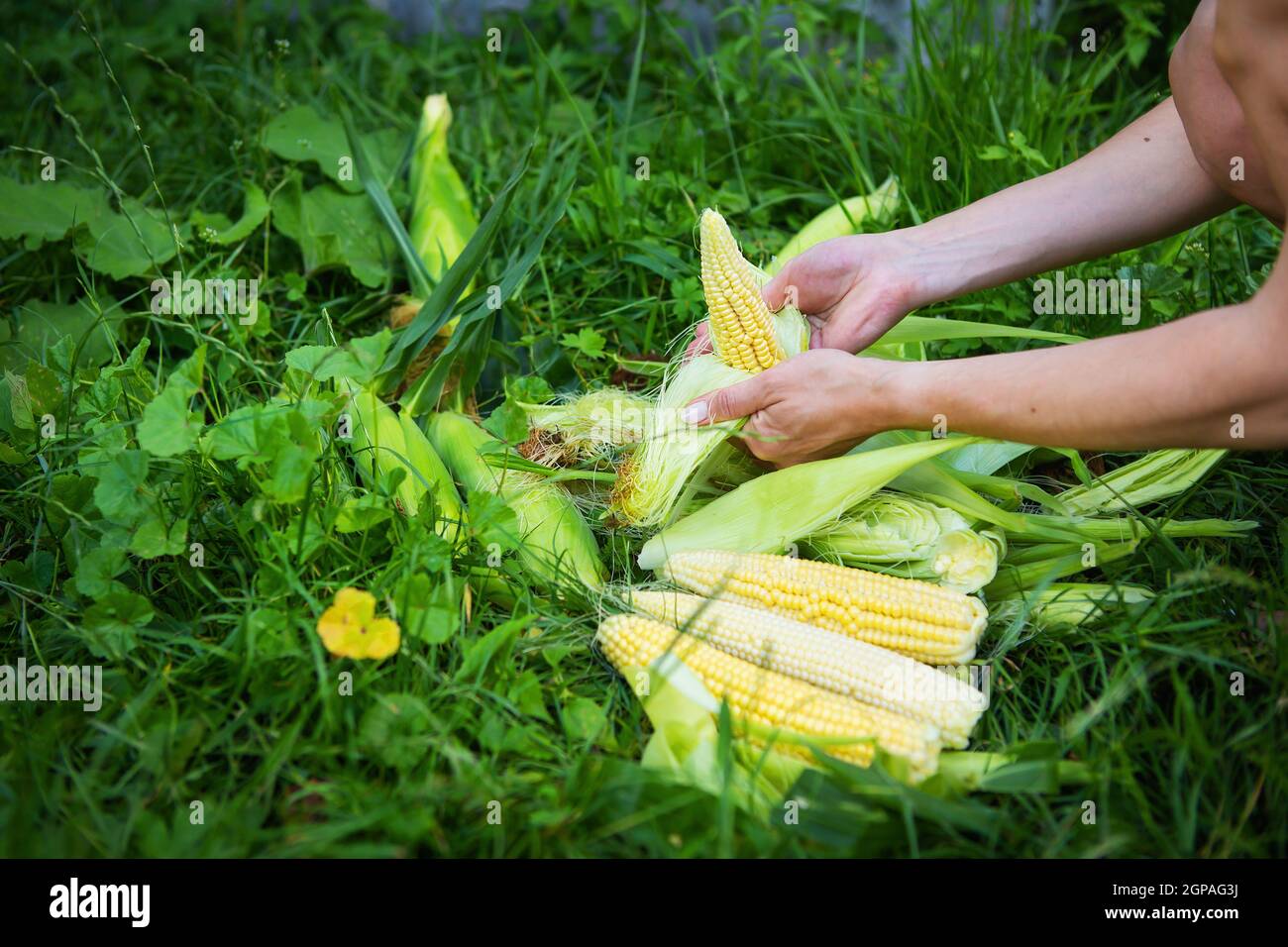 Peeling process fresh corn cobs hi-res stock photography and images - Alamy