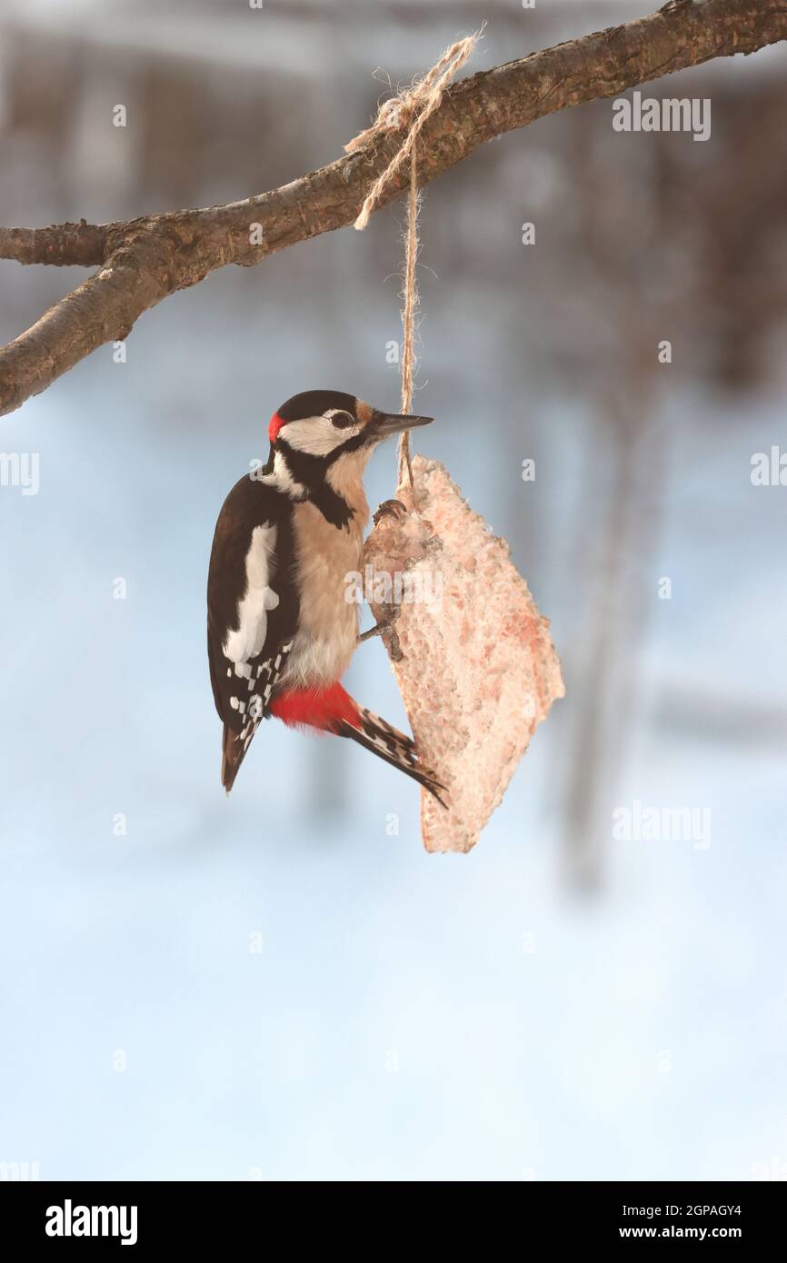 The common woodpecker bird eats a piece of meat suspended on a rope ...