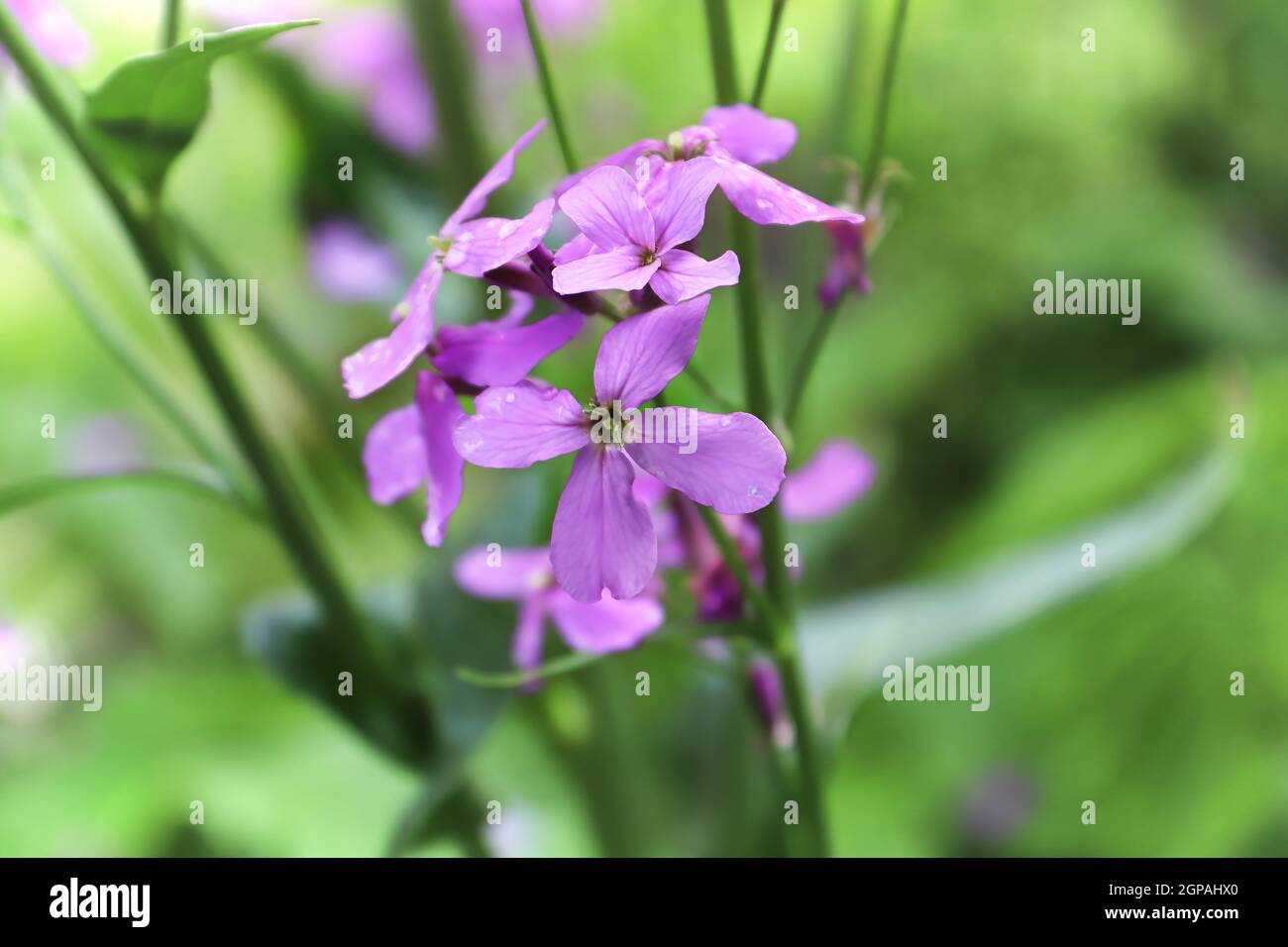 Macro shallow view of wallflower blossom in the garden Stock Photo - Alamy
