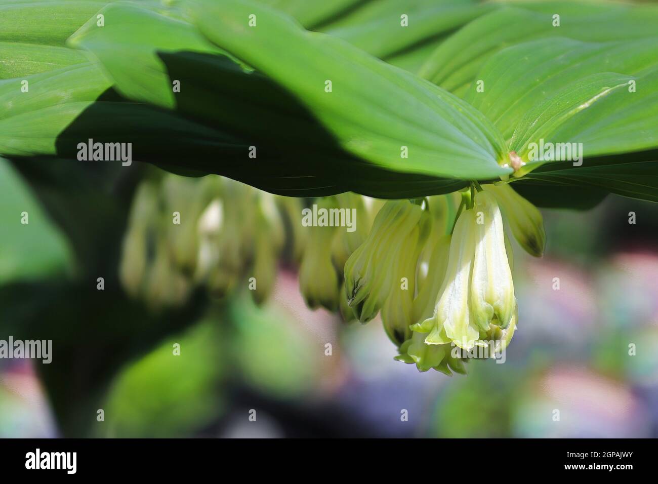 King solomon seal hi-res stock photography and images - Alamy