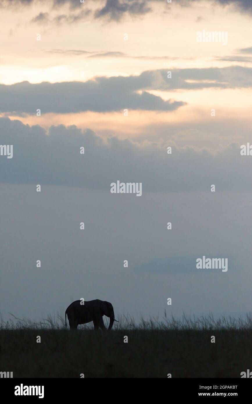 Kicheche elephant hi-res stock photography and images - Alamy