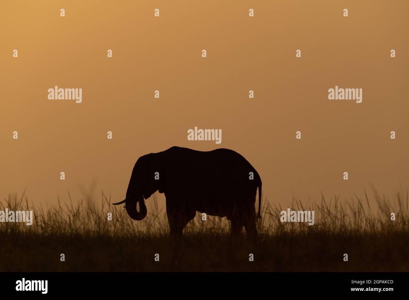 Elephant trunk curling hi-res stock photography and images - Alamy
