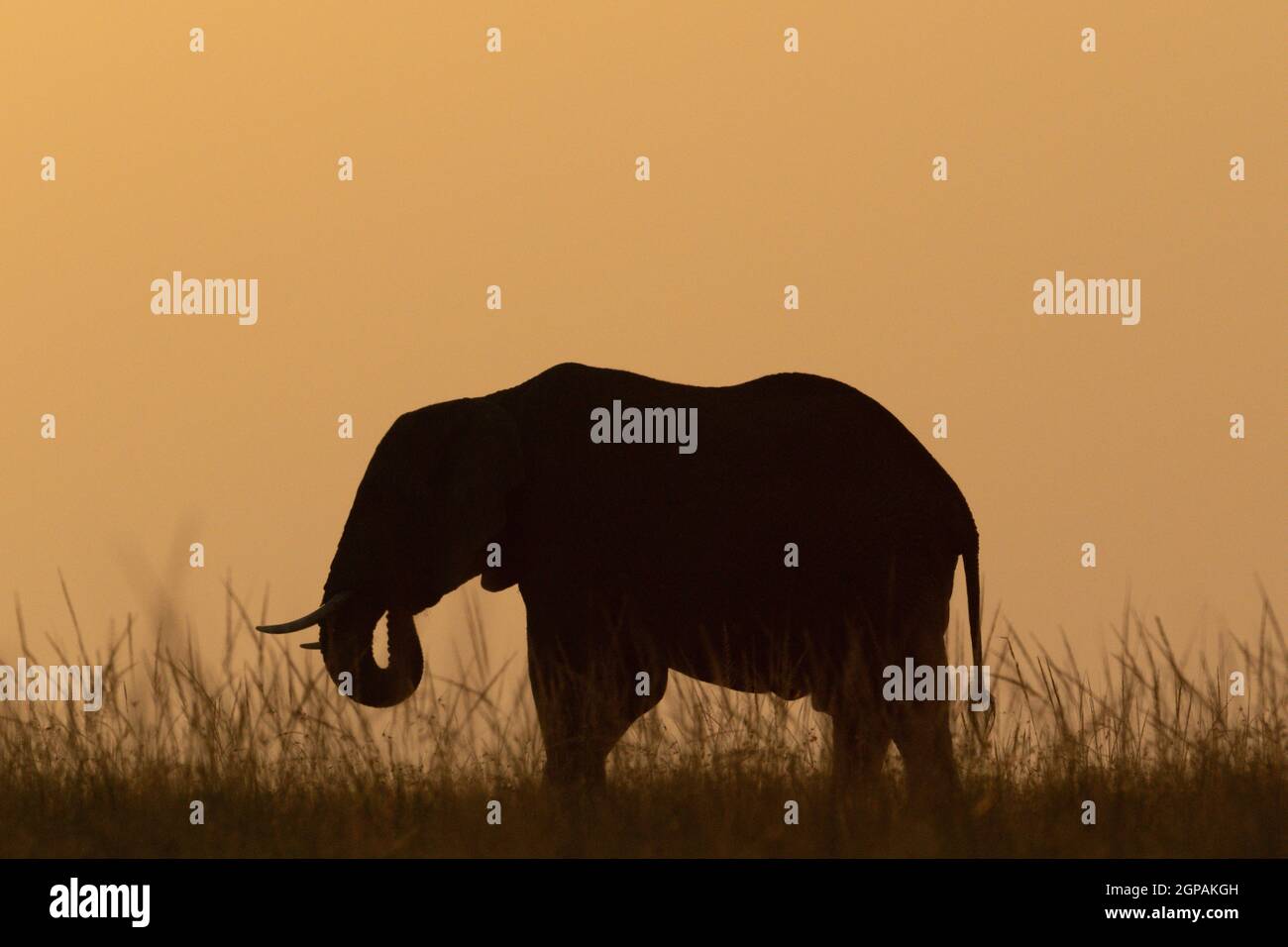 African bush elephant curls trunk at sunset Stock Photo - Alamy