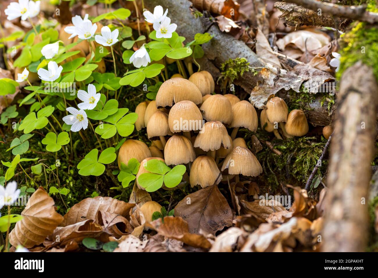 Fairy bonnet hi-res stock photography and images - Alamy