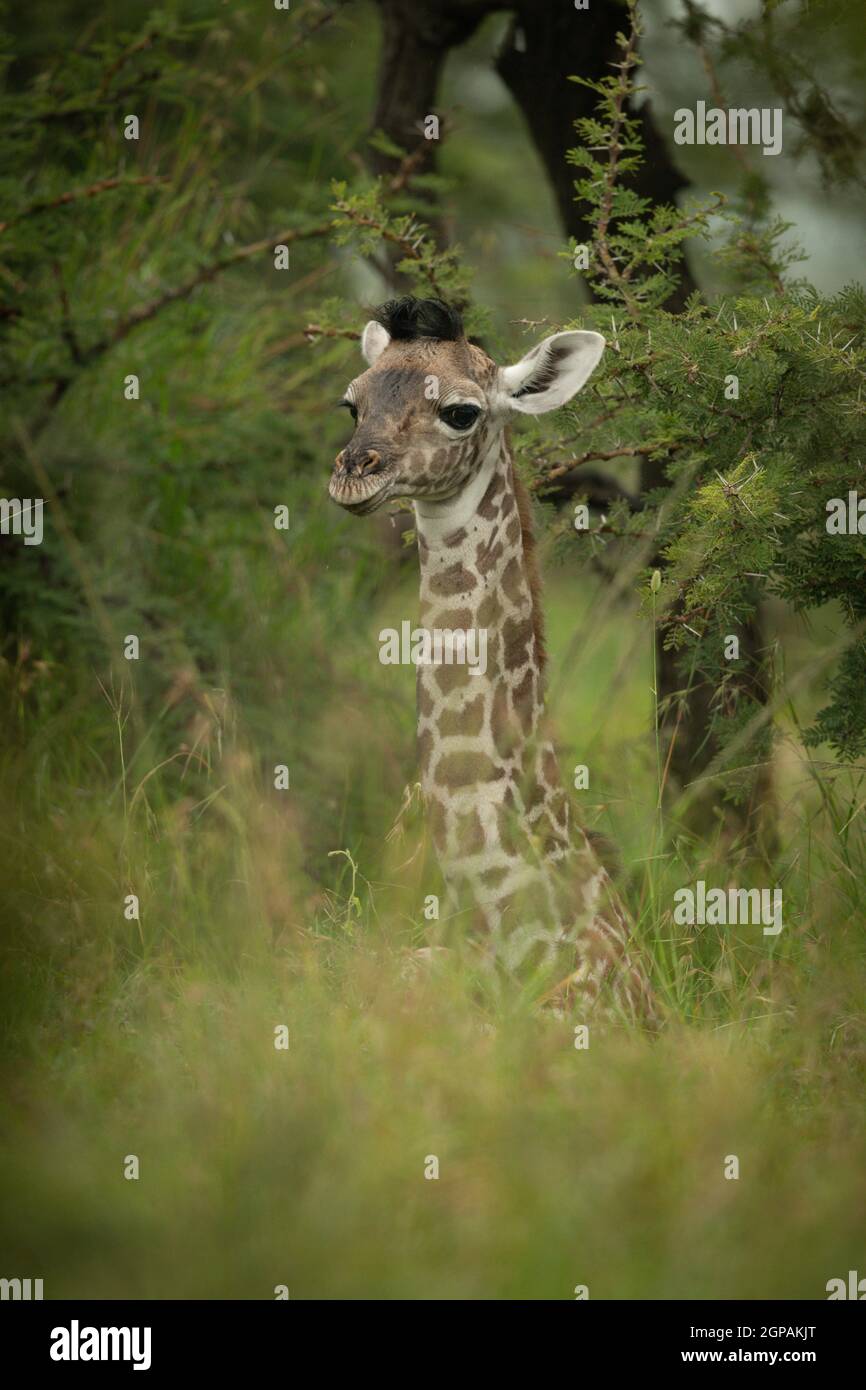 Baby Masai giraffe lying down in bushes Stock Photo - Alamy