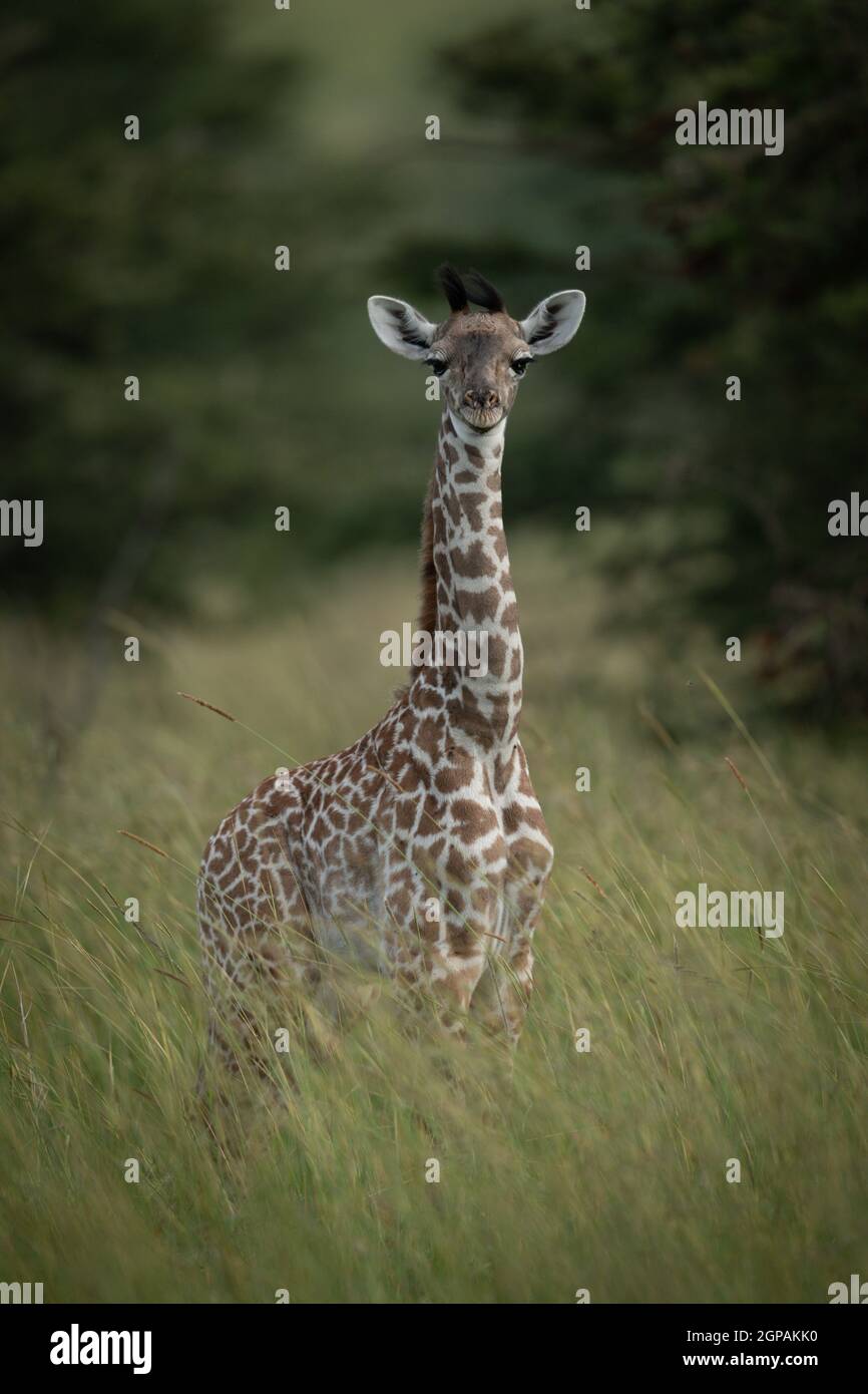 Baby Masai giraffe facing camera in grass Stock Photo - Alamy