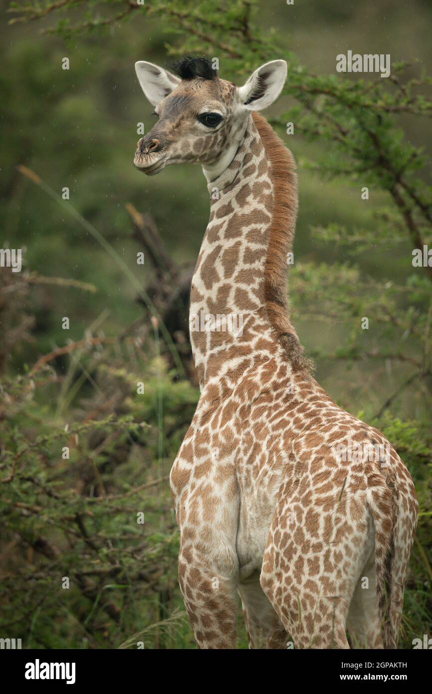 Baby giraffe looking up hi-res stock photography and images - Alamy