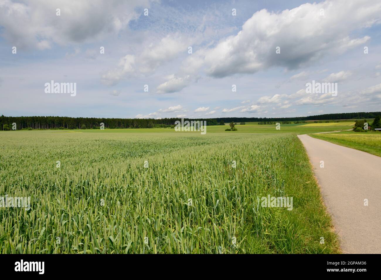 wide relaxing landscape of woods and fields of green soft wheat in ...