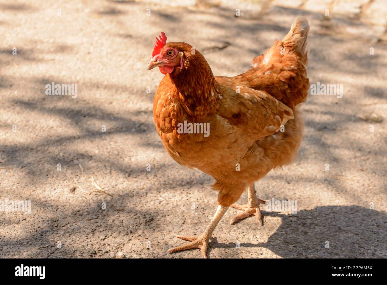 red common chicken walking at urban park in Stuttgart, Germany Stock ...