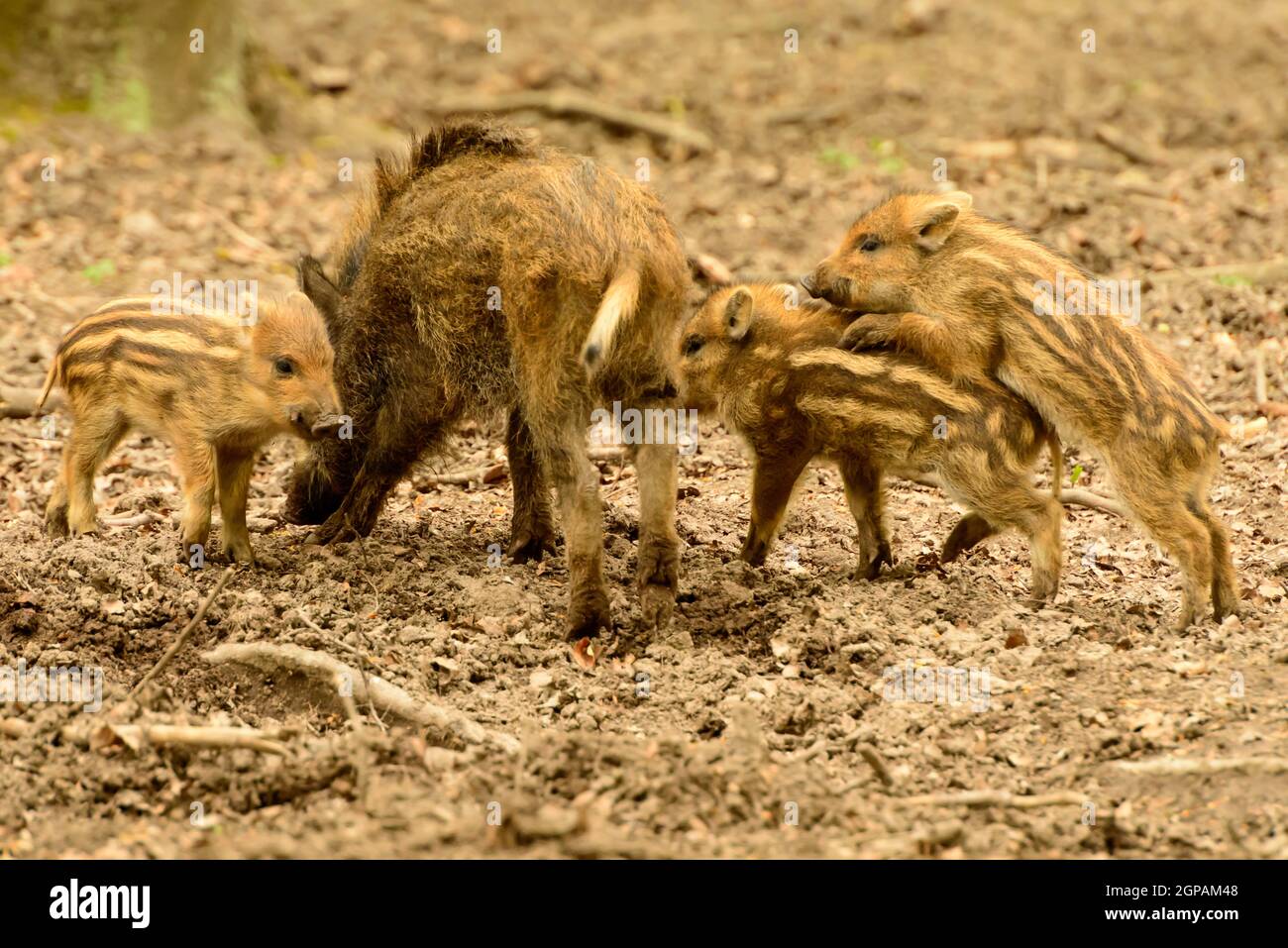 Four wild boars hi-res stock photography and images - Alamy