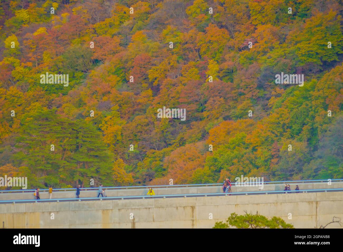 Autumn leaves and Yanba Dam (Gunma Prefecture). Shooting Location ...