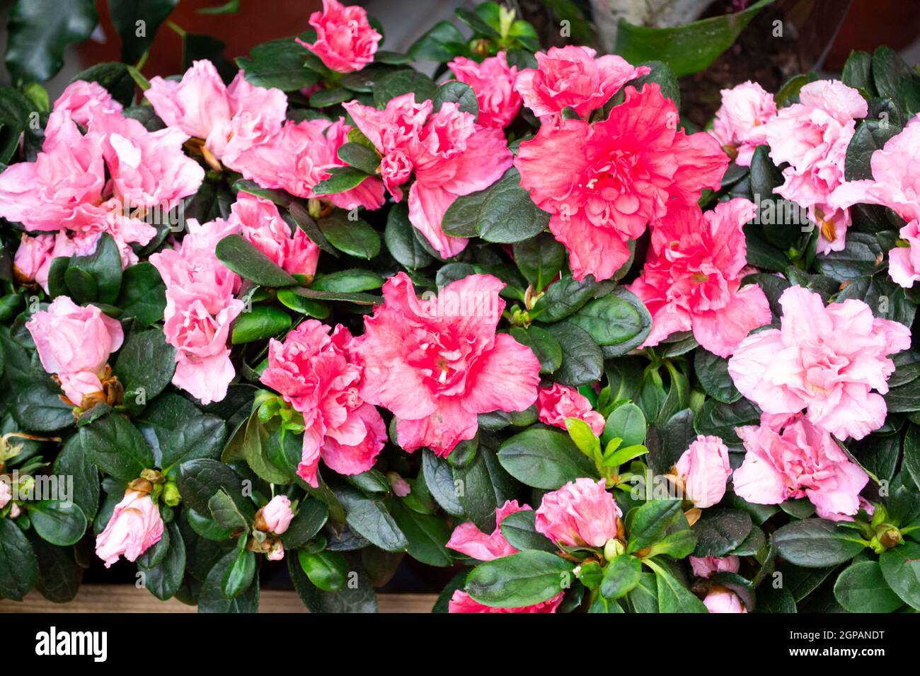Hybrid pink azalia or rhododendron hybridum closeup Stock Photo - Alamy