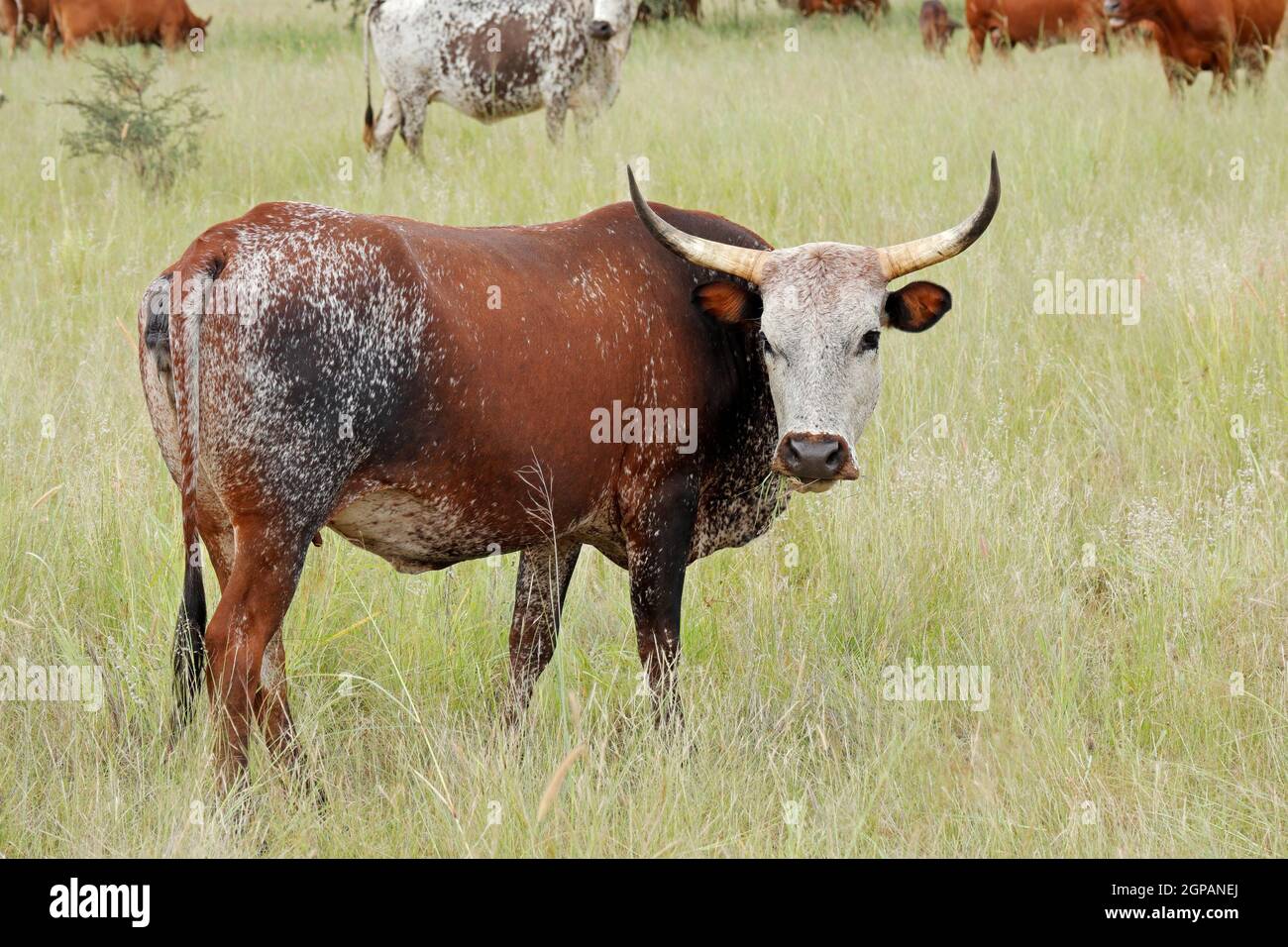 Nguni cow - indigenous cattle breed of South Africa - on rural farm ...