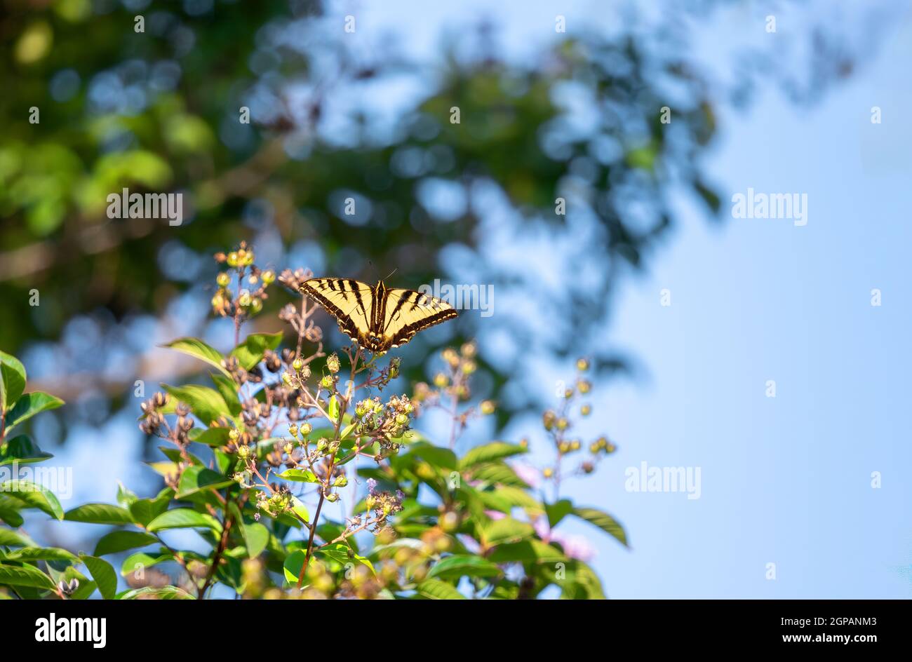 Western Tiger Swallowtail butterfly (Papilio rutulus) on a high crepe ...