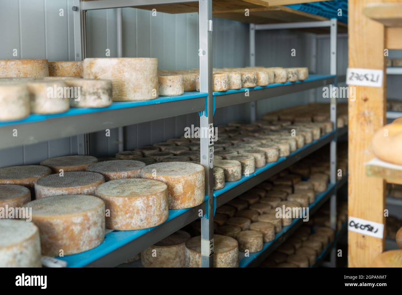 Cheese factory production shelves with aging cheese. Numbers on white ...