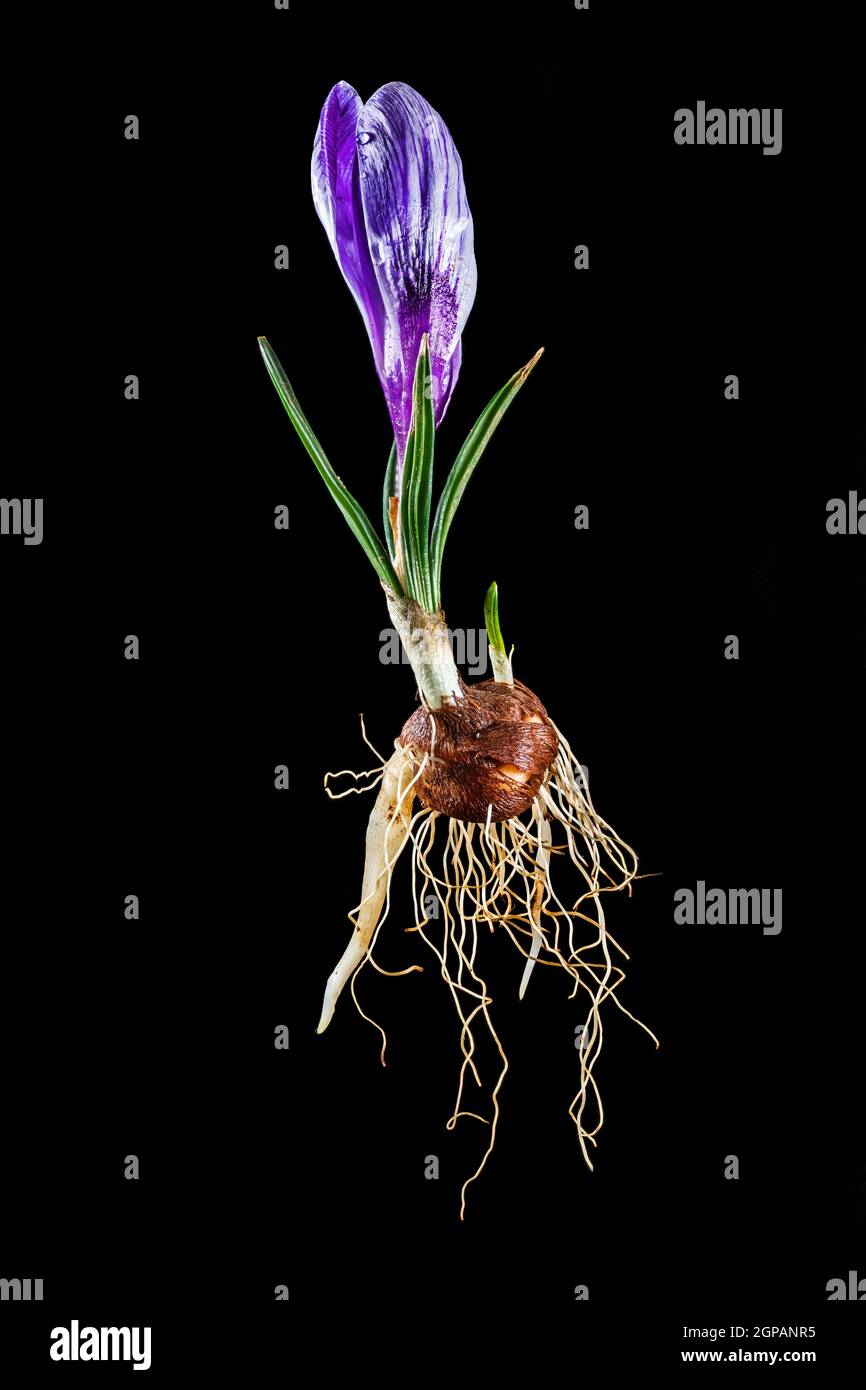 Complete purple crocus with flower, leaves, roots and onion isolated on ...