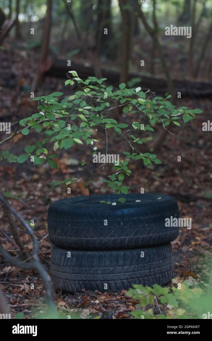 Environmental pollution in the forest with waste material Stock Photo ...