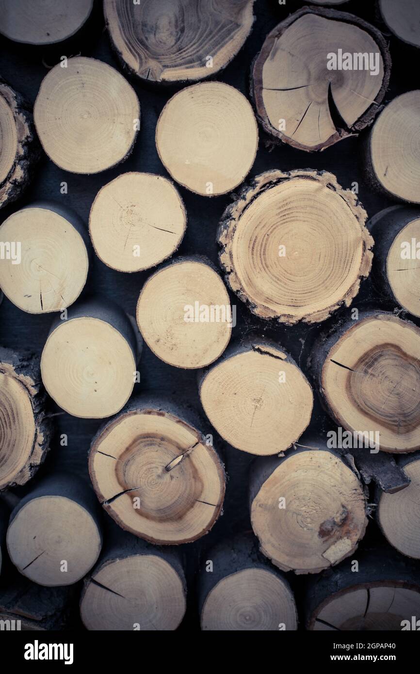 Close up shot of some wood logs cut in section, background concept ...