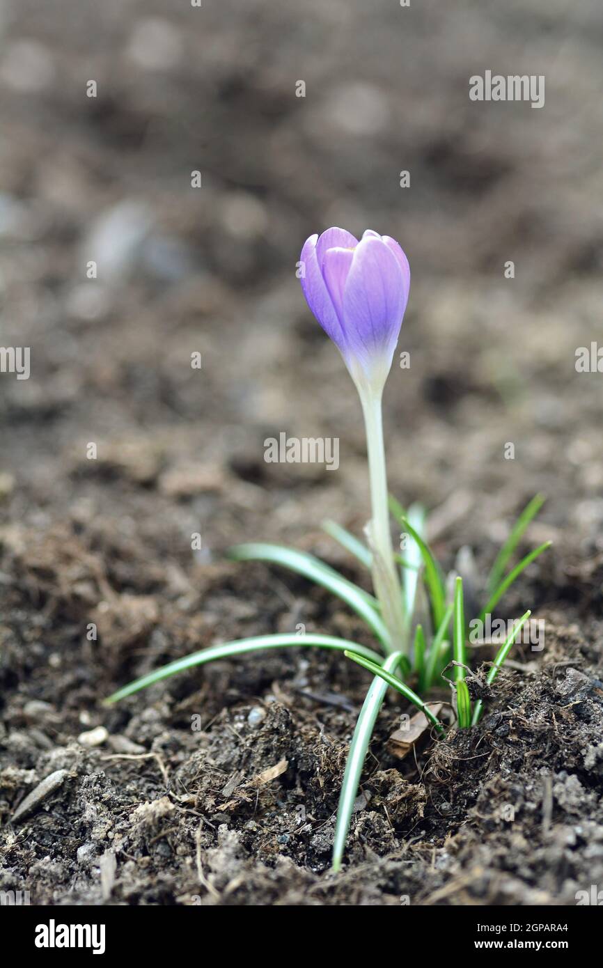 Growing spring purple giant crocus (Crocus vernus) in the soil Stock ...