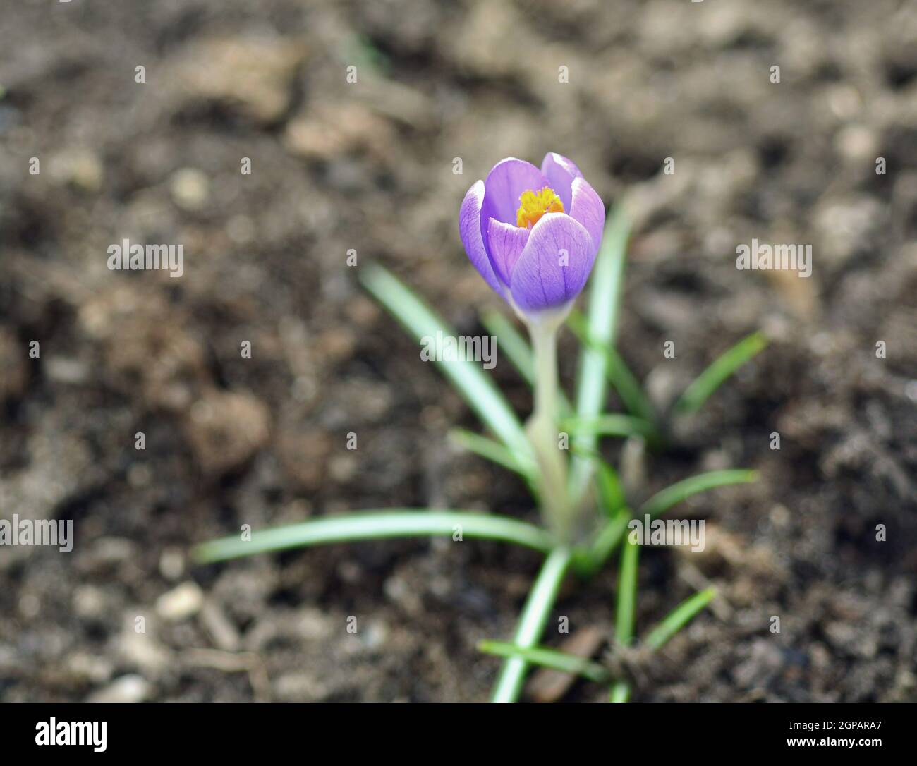 Growing spring purple giant crocus (Crocus vernus) in the soil Stock ...