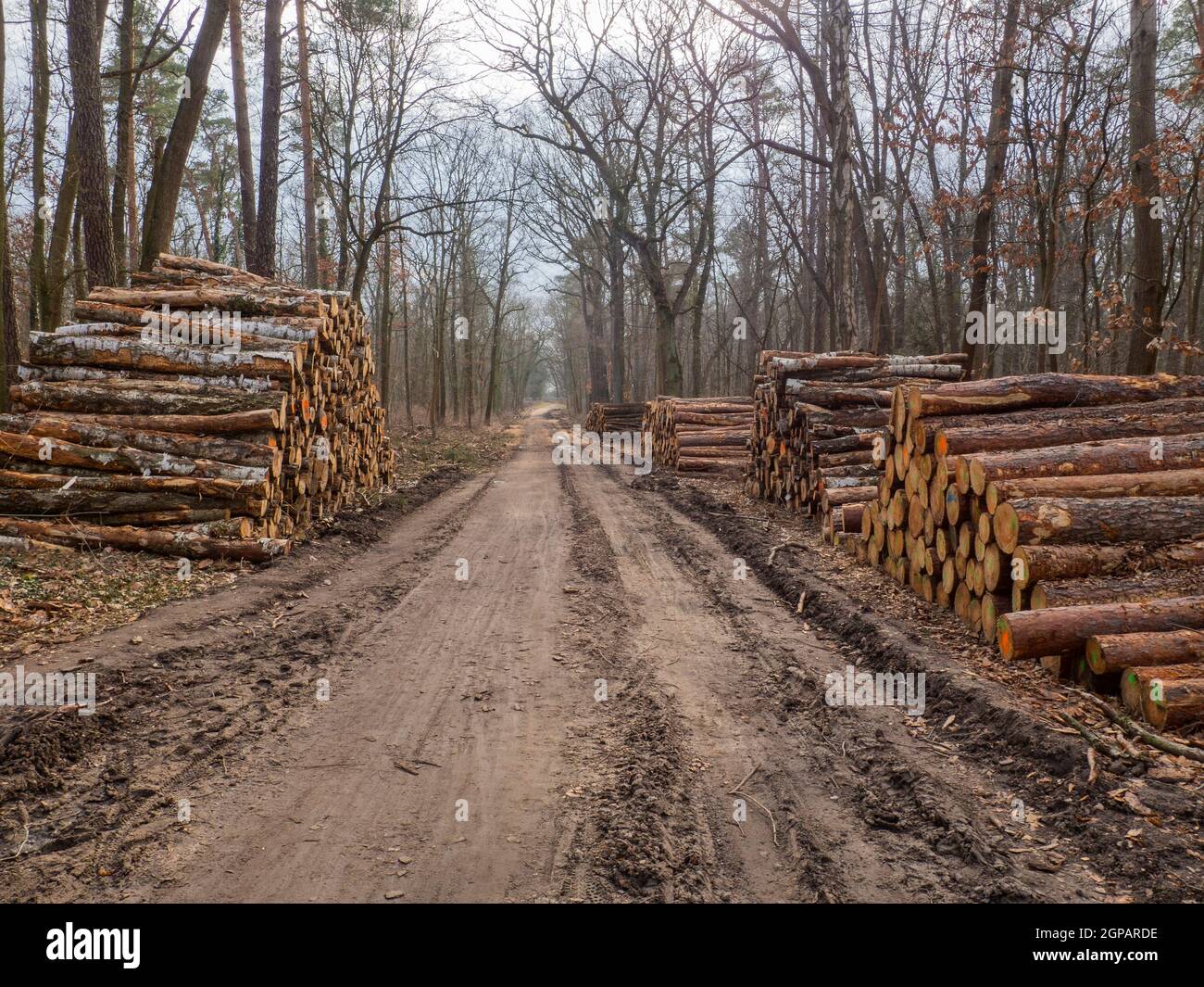 Stacked logs in the forest Stock Photo - Alamy