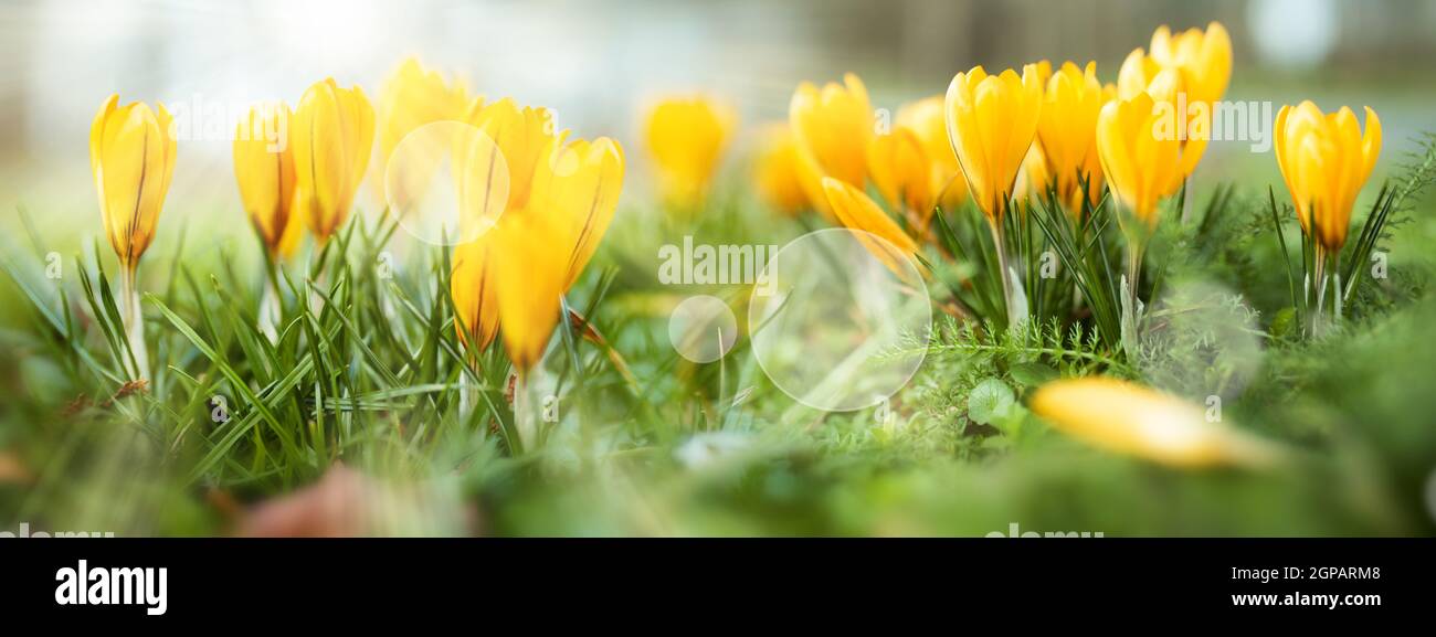 Yellow blooming crocus in sunny spring. Seasonal background with bright ...