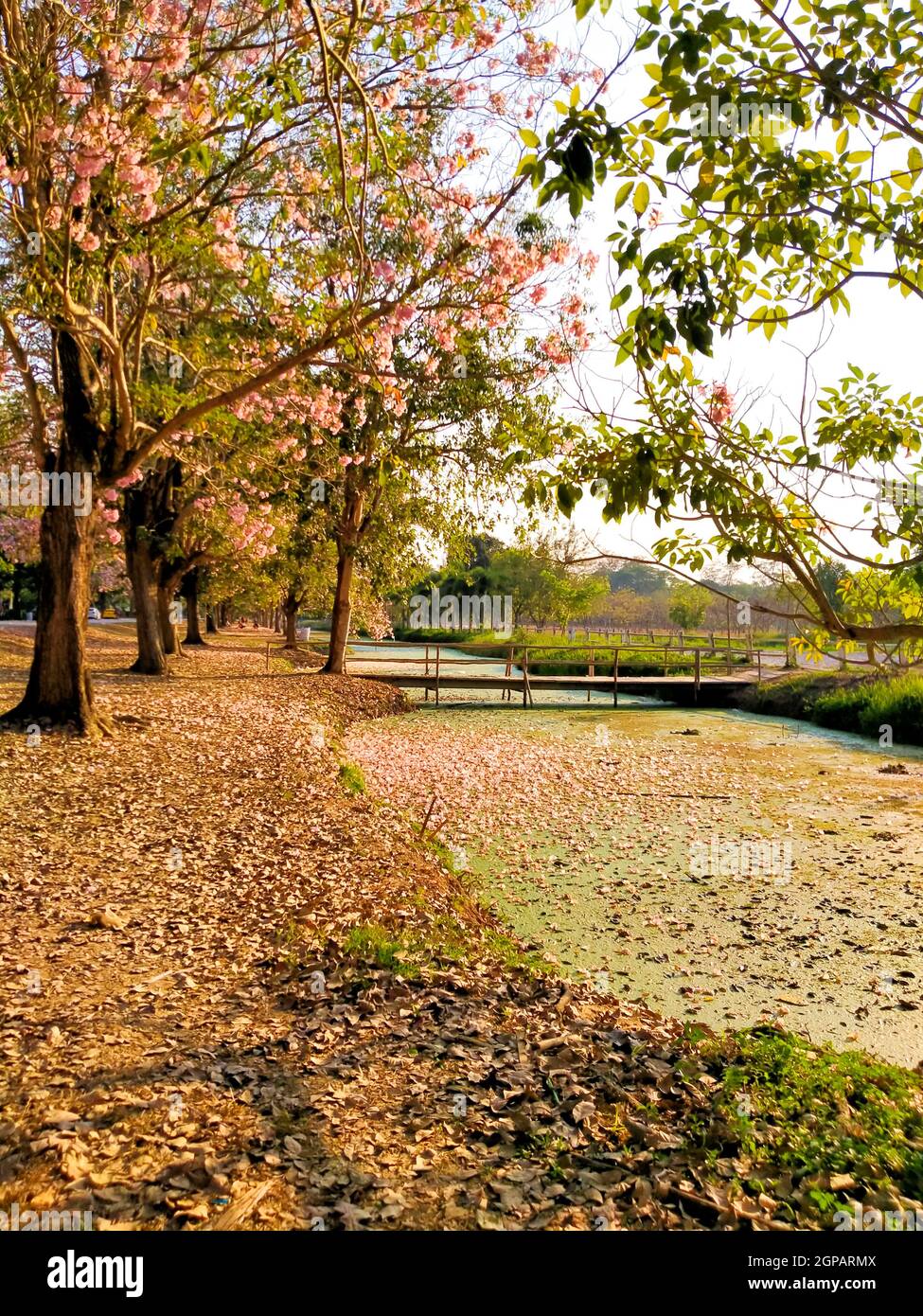 Beautiful Nature Photography Flowers Spring. Stunning scenic road under ...