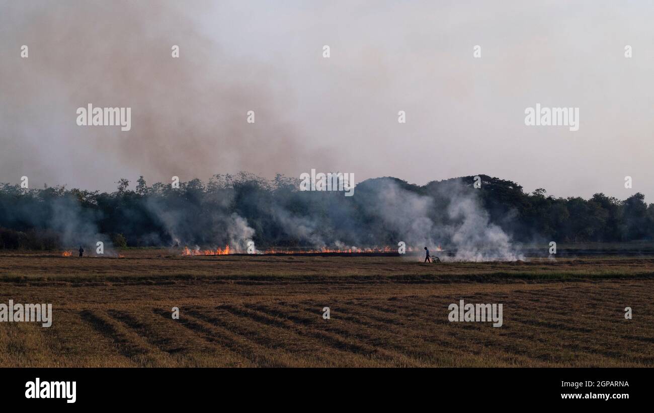 Slash-and-burn agriculture. Fire-fallow cultivation. Fire-fallow ...