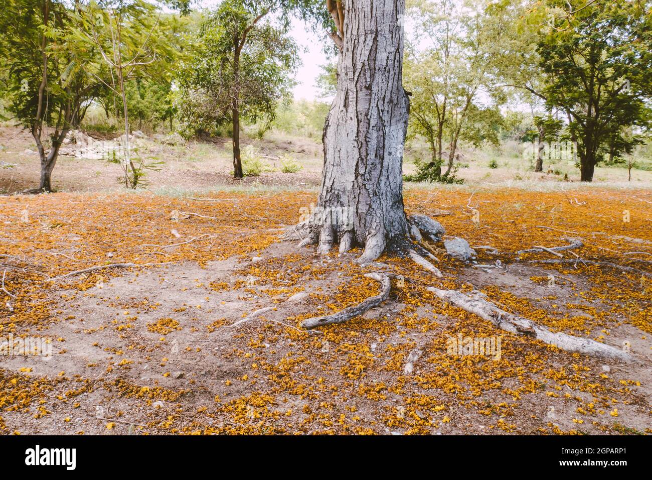 Selective focus Complex above ground root system of a tree surrounded ...