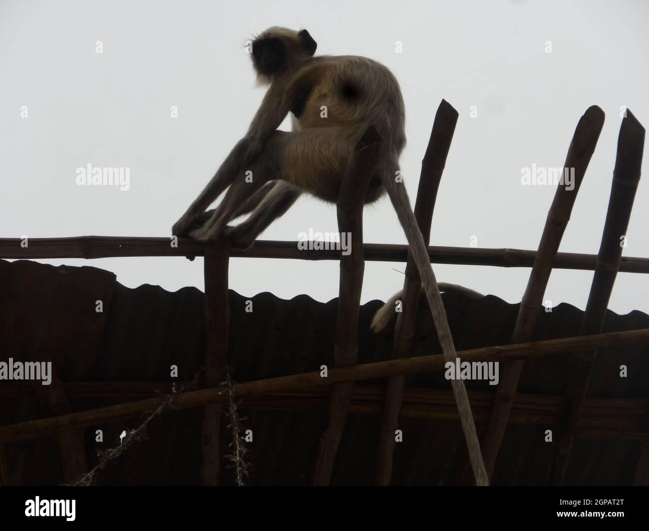 Monkeys roof india hi-res stock photography and images - Alamy