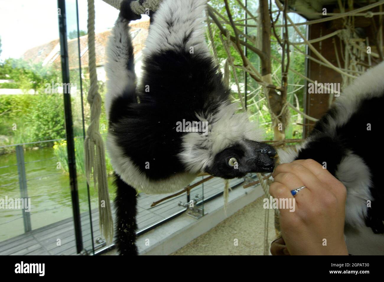 black and white ruffed lemur in an animal enclosure at the zoo Stock ...
