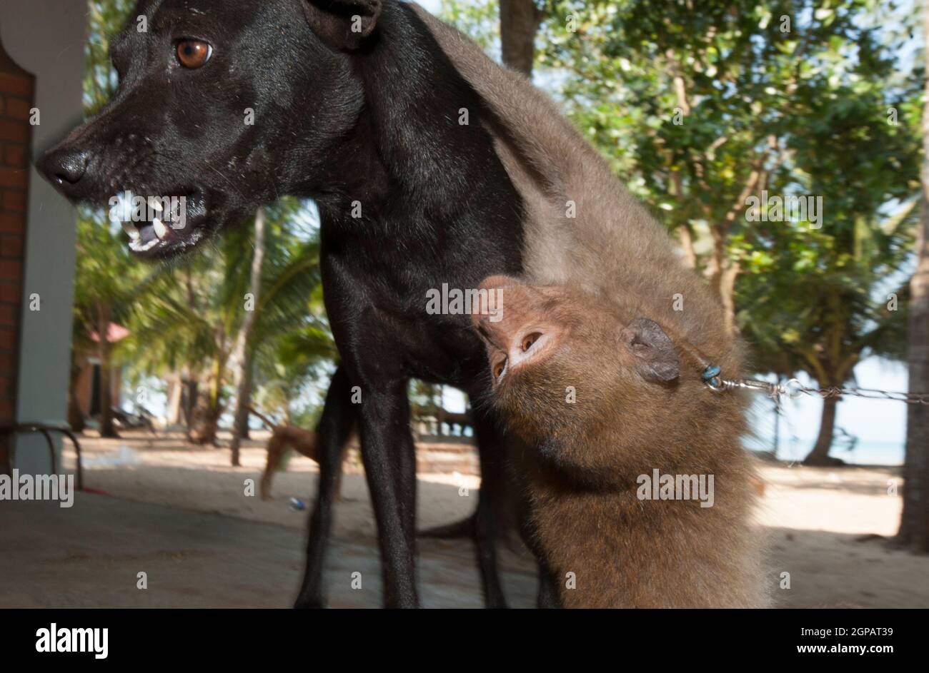 Chained monkeys hi-res stock photography and images - Alamy