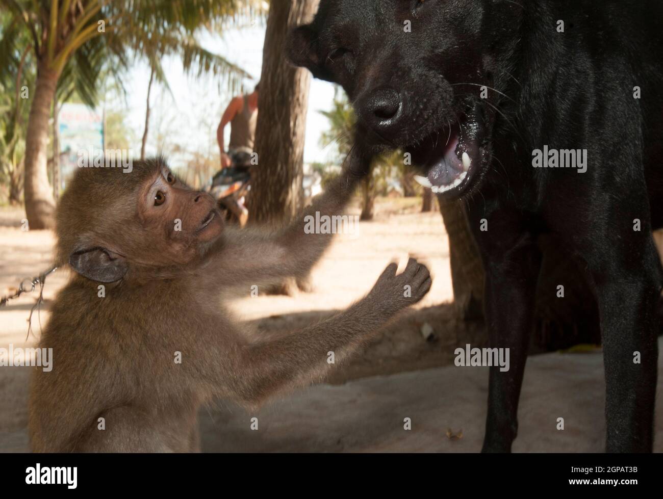 a chained monkey playing with a black dog in vietnam Stock Photo - Alamy