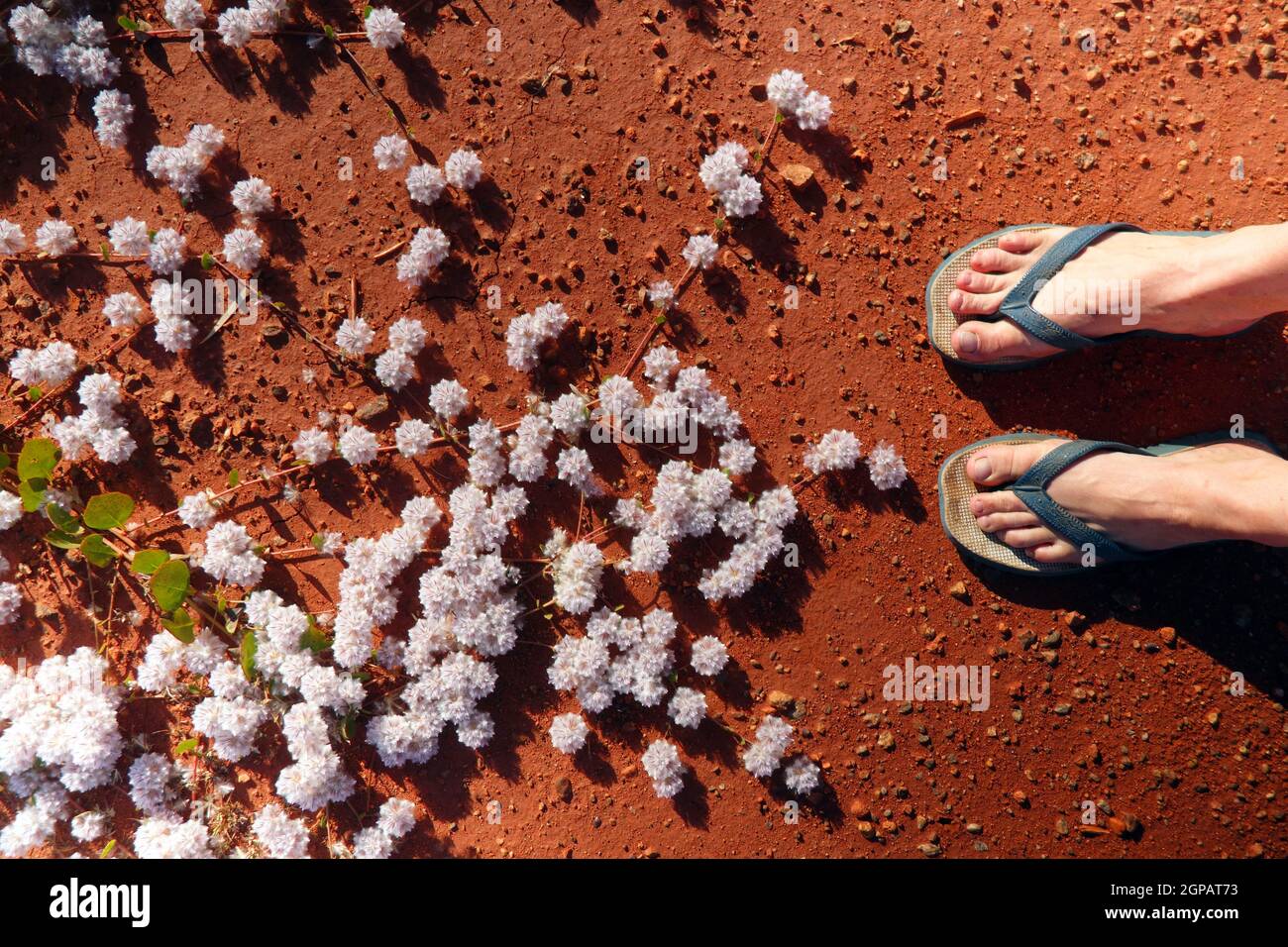 Australian desert flowers hi-res stock photography and images - Alamy