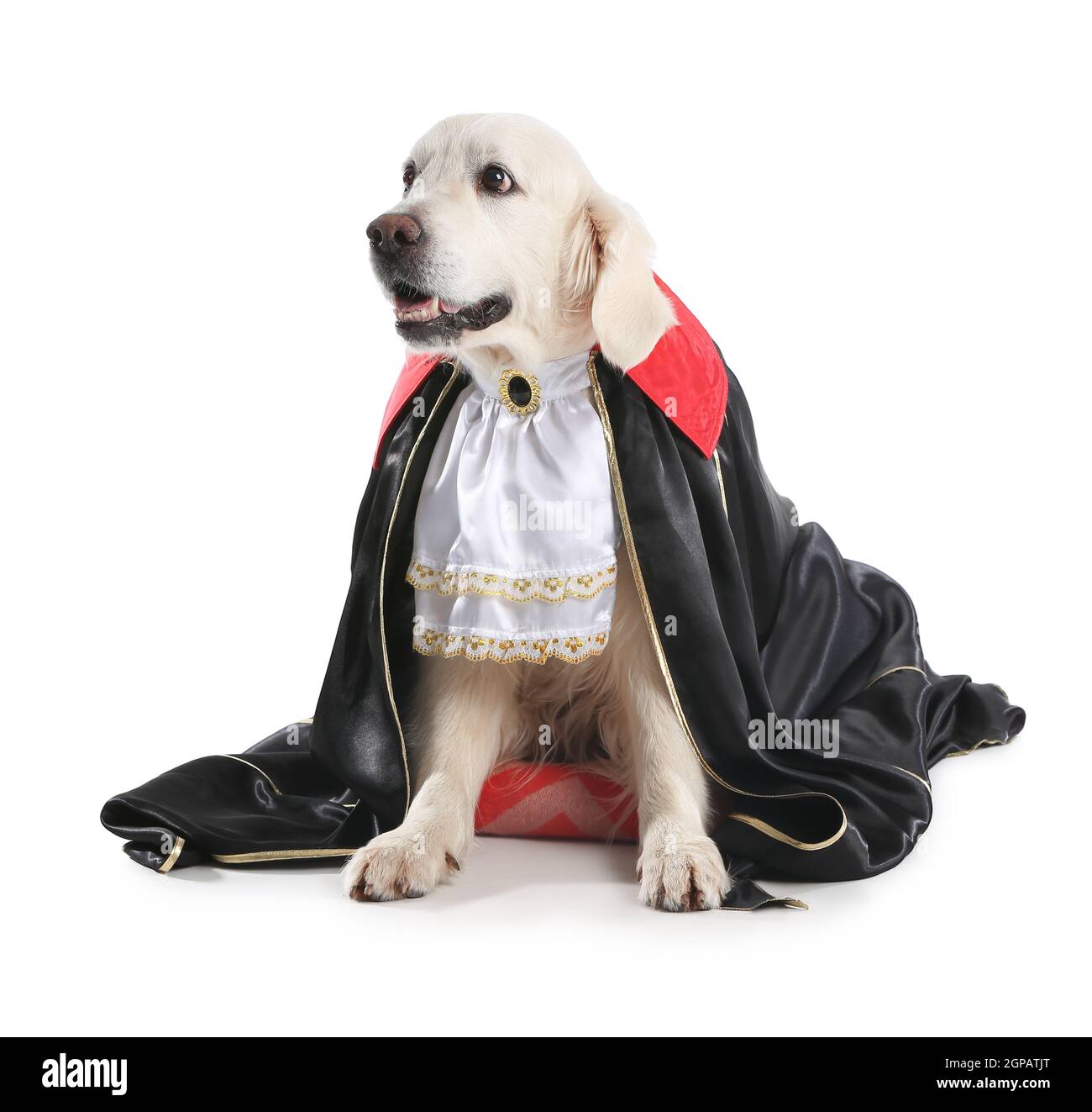 Cute labrador dog dressed for Halloween party on white background Stock ...
