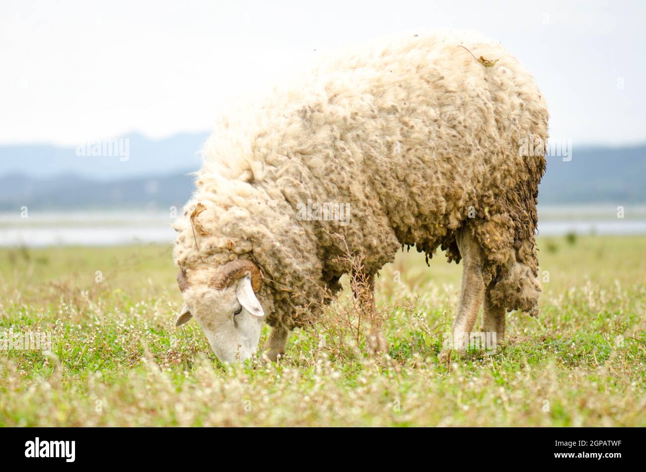 Sheep with mane hi-res stock photography and images - Alamy