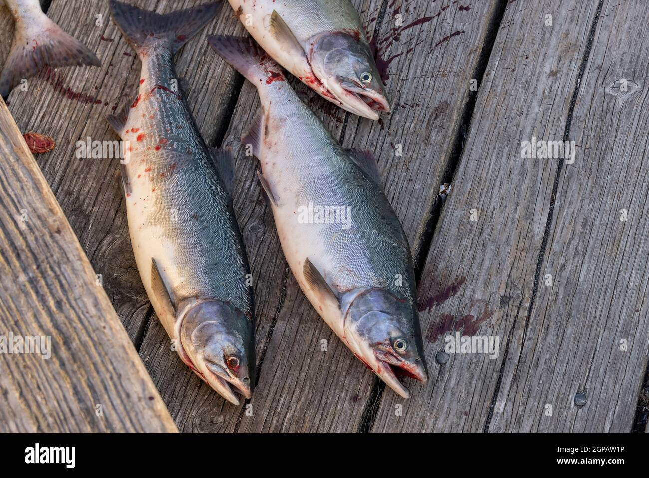 Pink salmon hi-res stock photography and images - Alamy