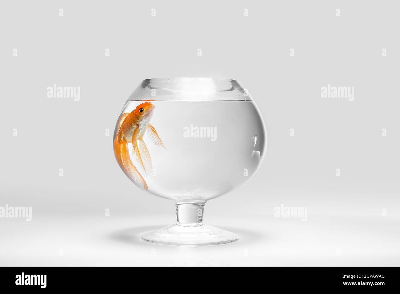 Beautiful gold fish in bowl on light background Stock Photo - Alamy
