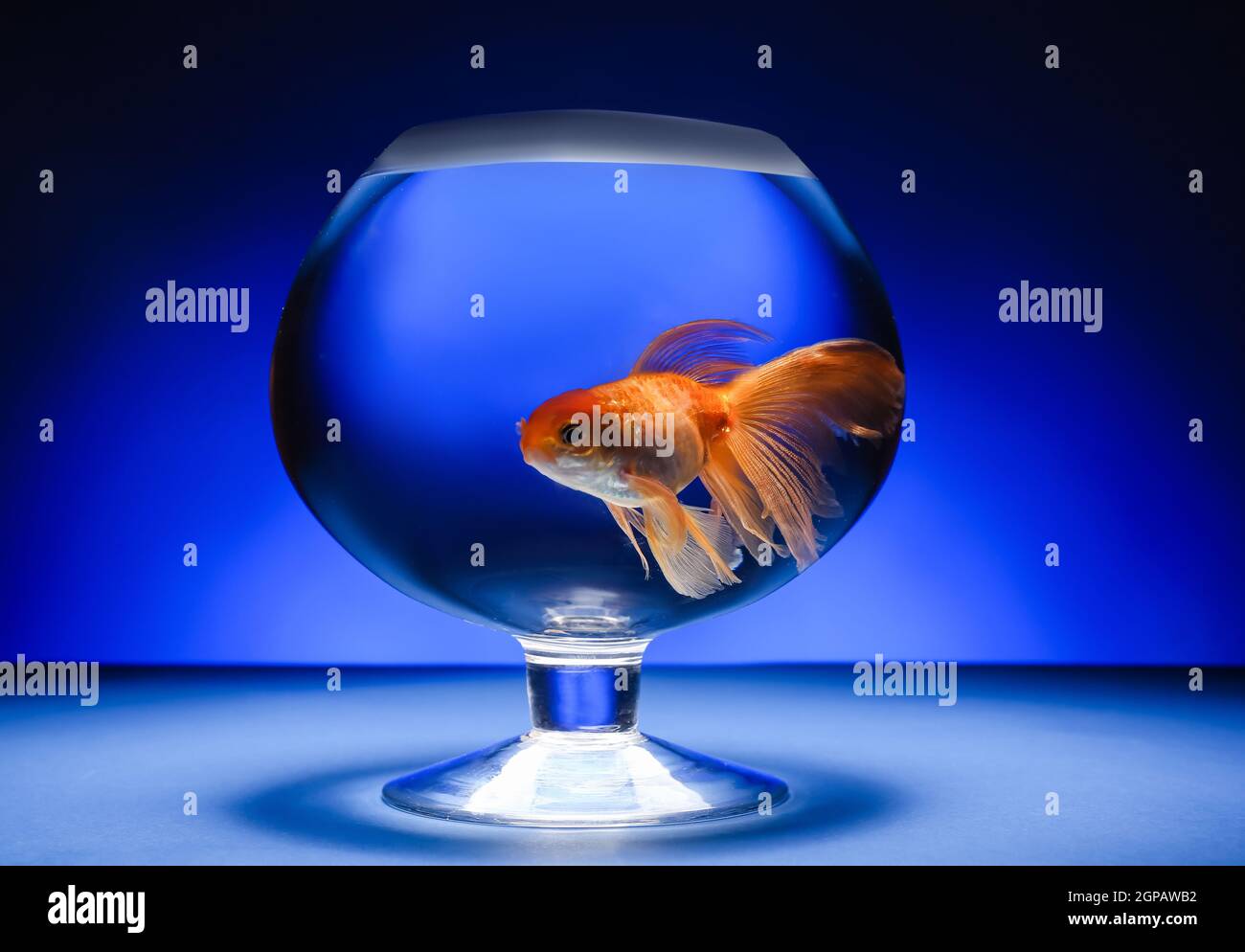 Beautiful gold fish in bowl on color background Stock Photo - Alamy