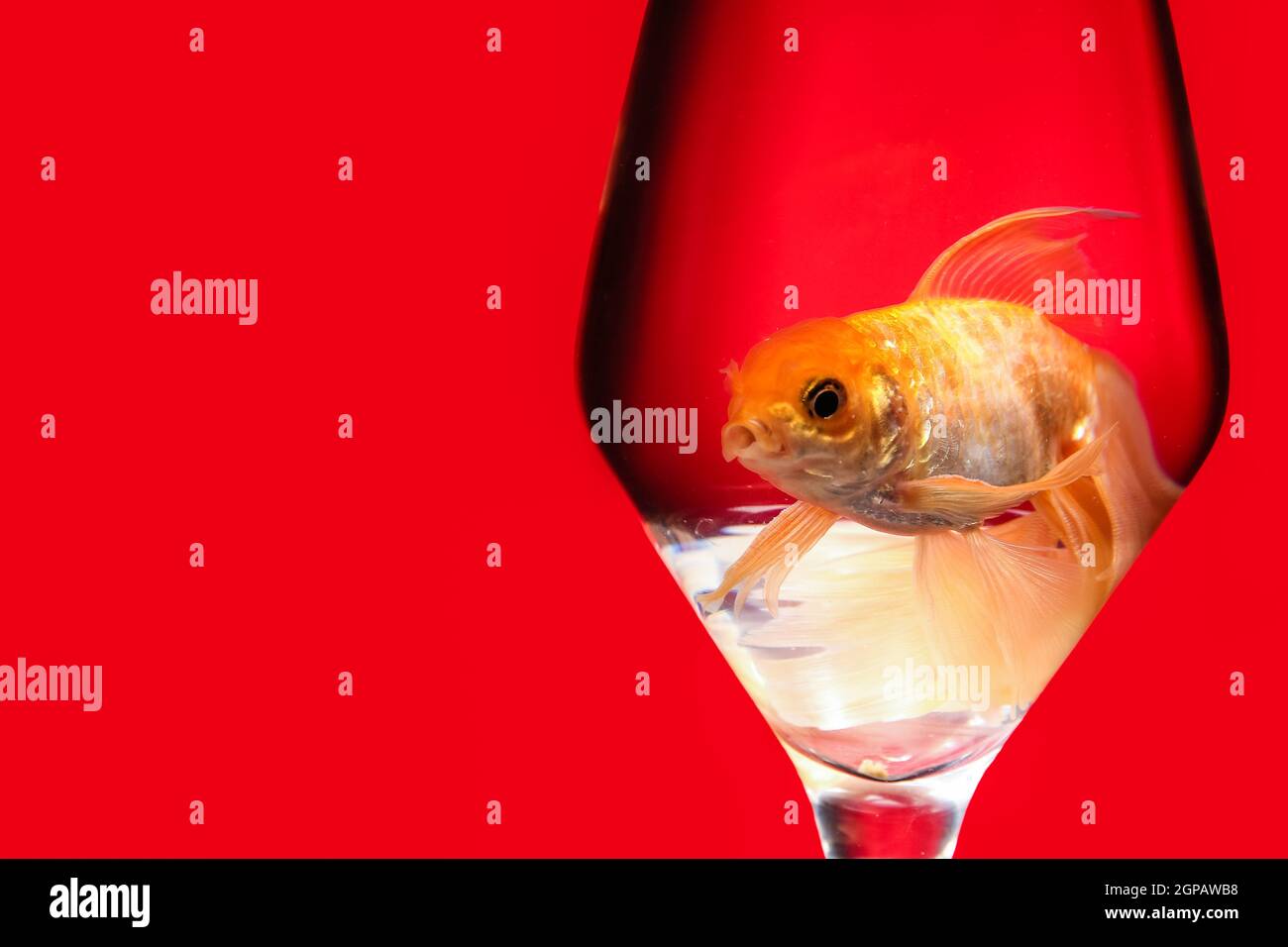 Beautiful gold fish in glass on color background Stock Photo - Alamy