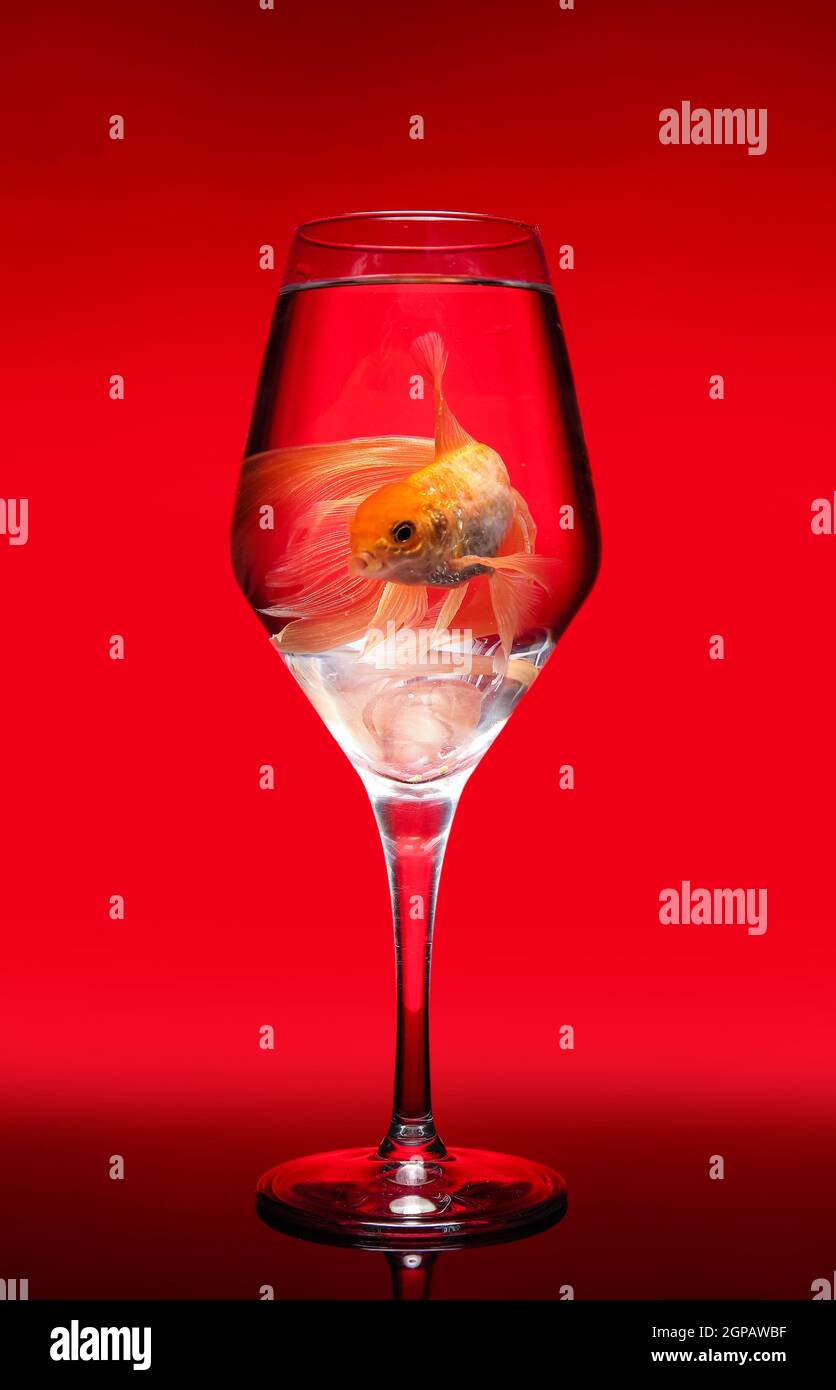 Beautiful gold fish in glass on color background Stock Photo - Alamy