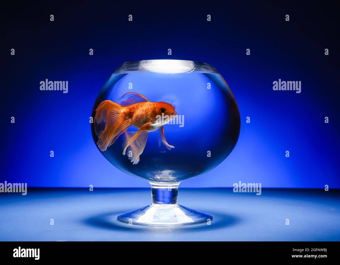 Beautiful gold fish in bowl on color background Stock Photo - Alamy